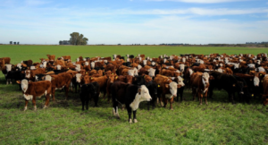 Con 20 mil vacunos, la Invernada recuperó terreno y trabajó con firmeza ...