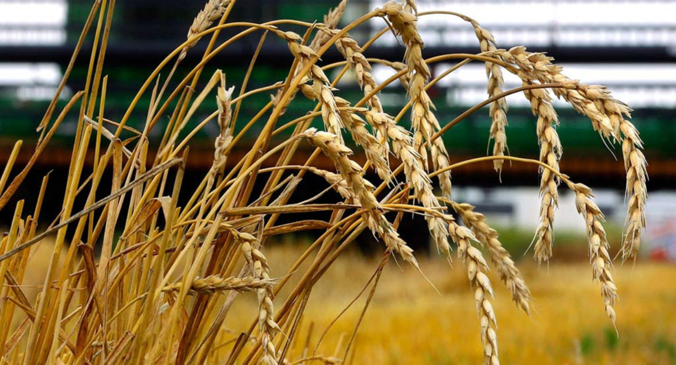 El agro en la economía de Brasil: crecimiento del 11,7%