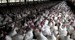 Restablecen el programa de Fortalecimiento del Sector Aviar por el aumento del maíz ...