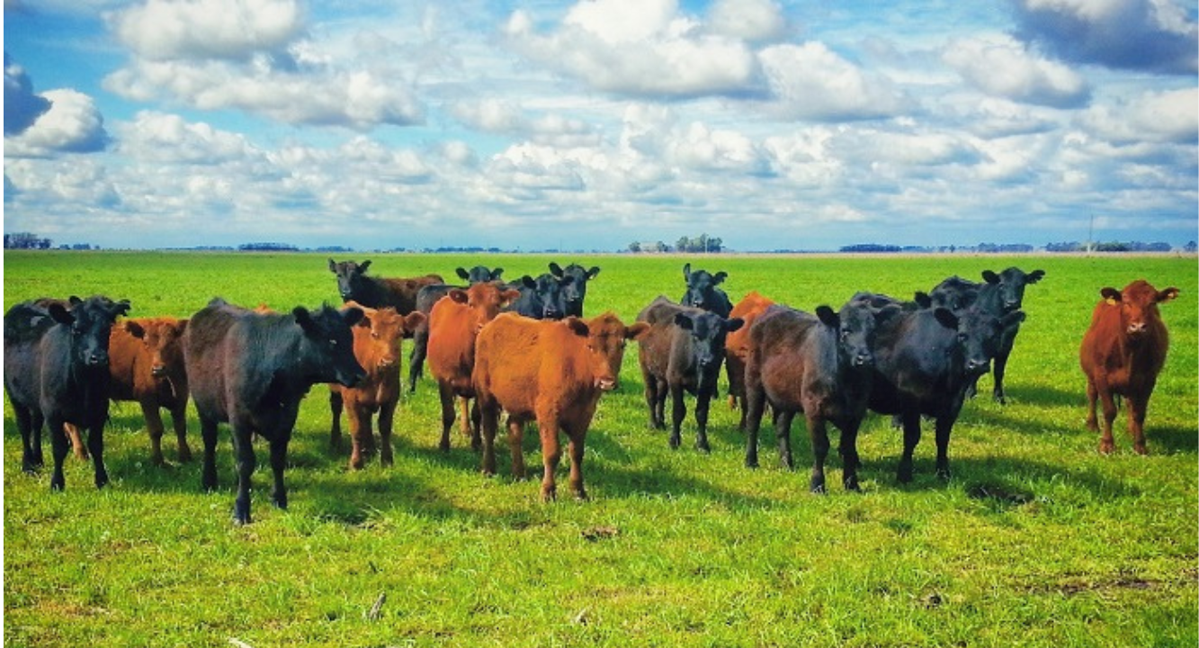 La Invernada comenzó el 2024 con estabilidad en sus valores ...