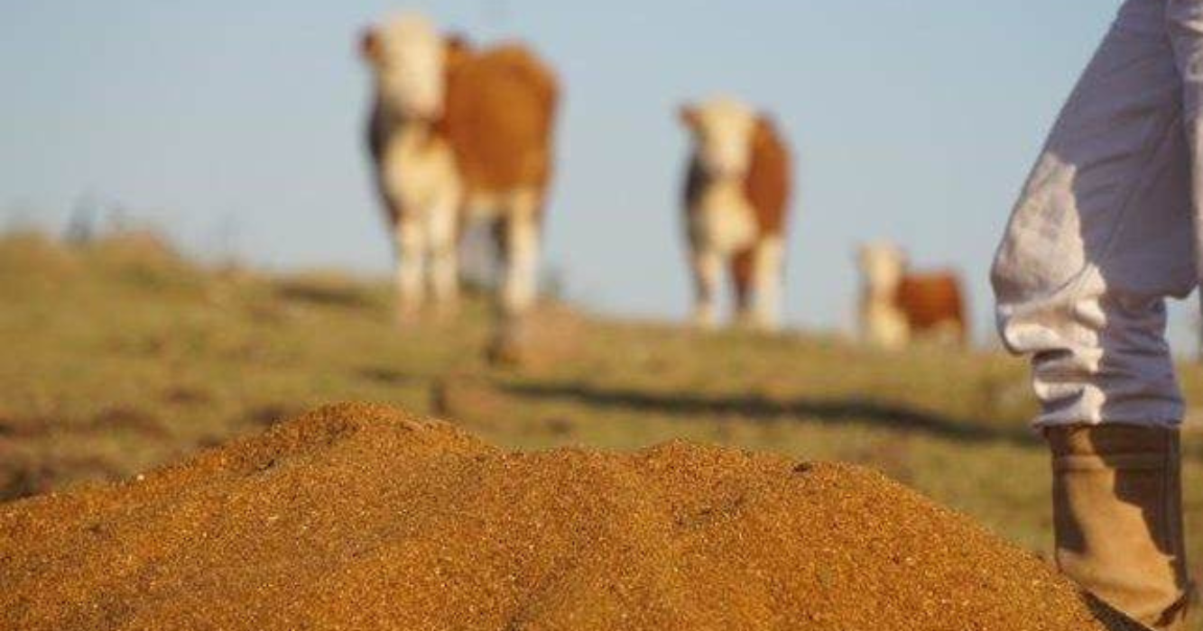 Burlanda: un suplemento clave para la mejora de la calidad nutricional ...