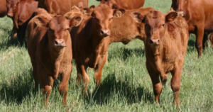 El Mercado de Invernada trabajó sostenido - deCampoNoticias