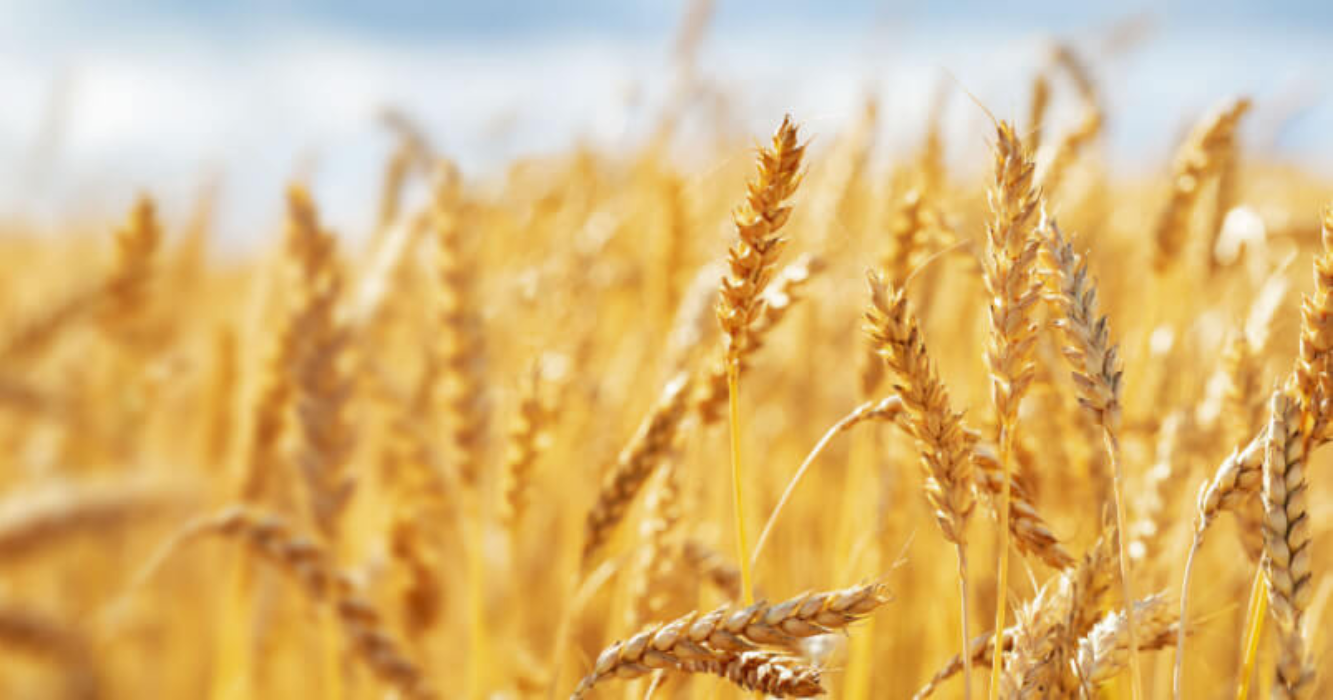 Trigo 2024/25: cómo avanza la cosecha en Argentina y Brasil ...