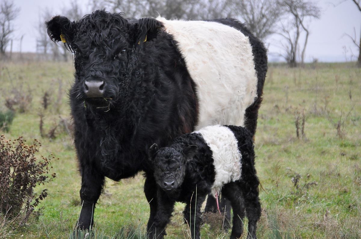 Belted Galloway: la raza de bovinos que cautiva en La Rural 2024 ...