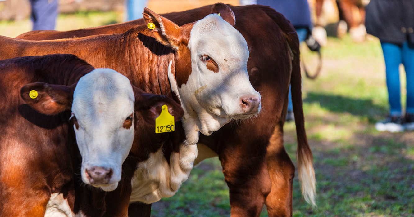 De Estados Unidos a Argentina: la historia de la raza Braford ...