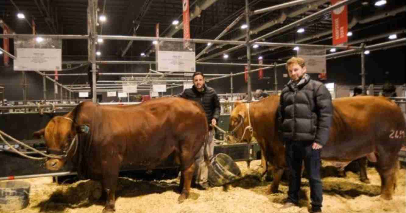 San Ignacio: la raza que sorprendió a la ganadería en La Rural 2024 ...
