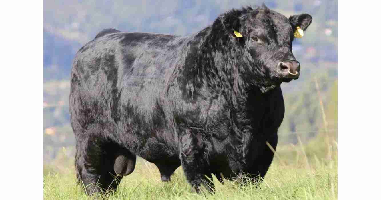 La historia de la raza Angus: un patrimonio nacional argentino ...