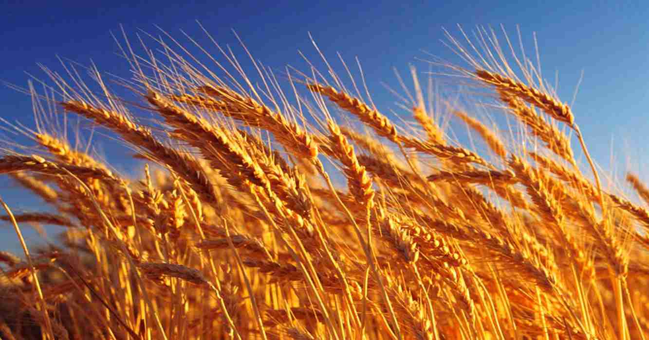 Zona núcleo: el trigo cubre más del 50% del área prevista