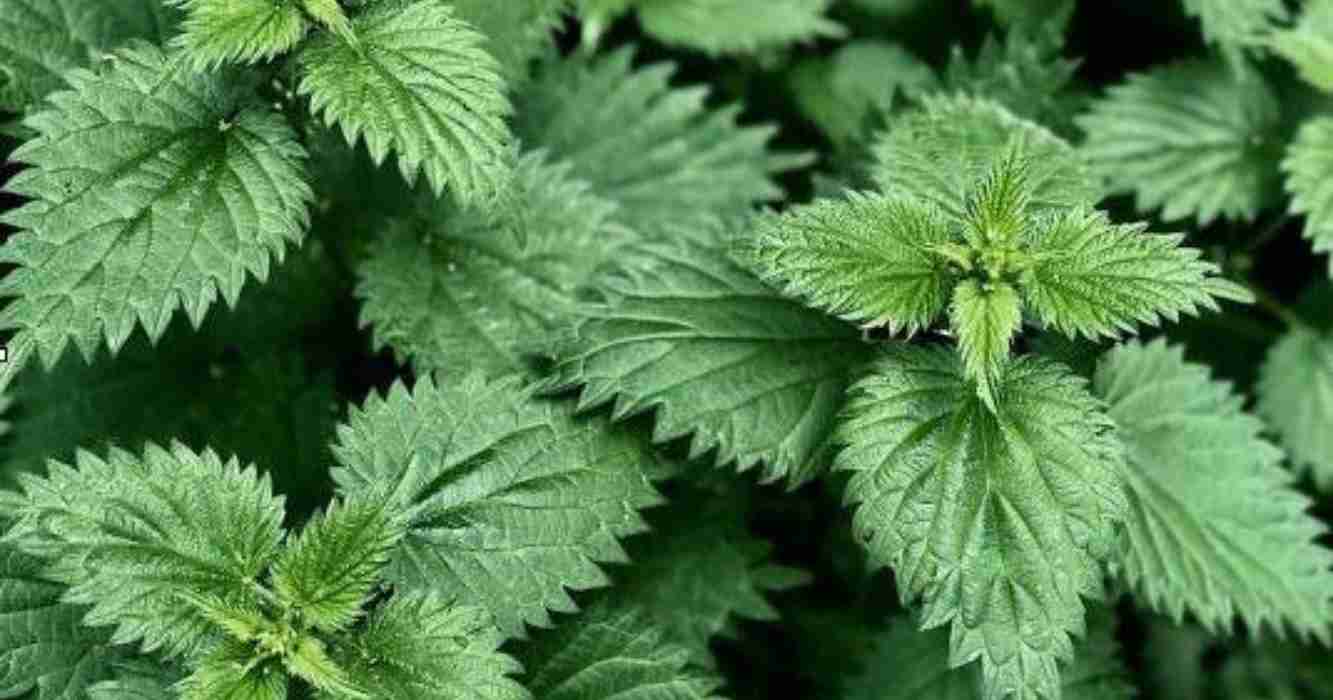 Las claves de la ortiga: un cultivo con beneficios para hacer en casa ...