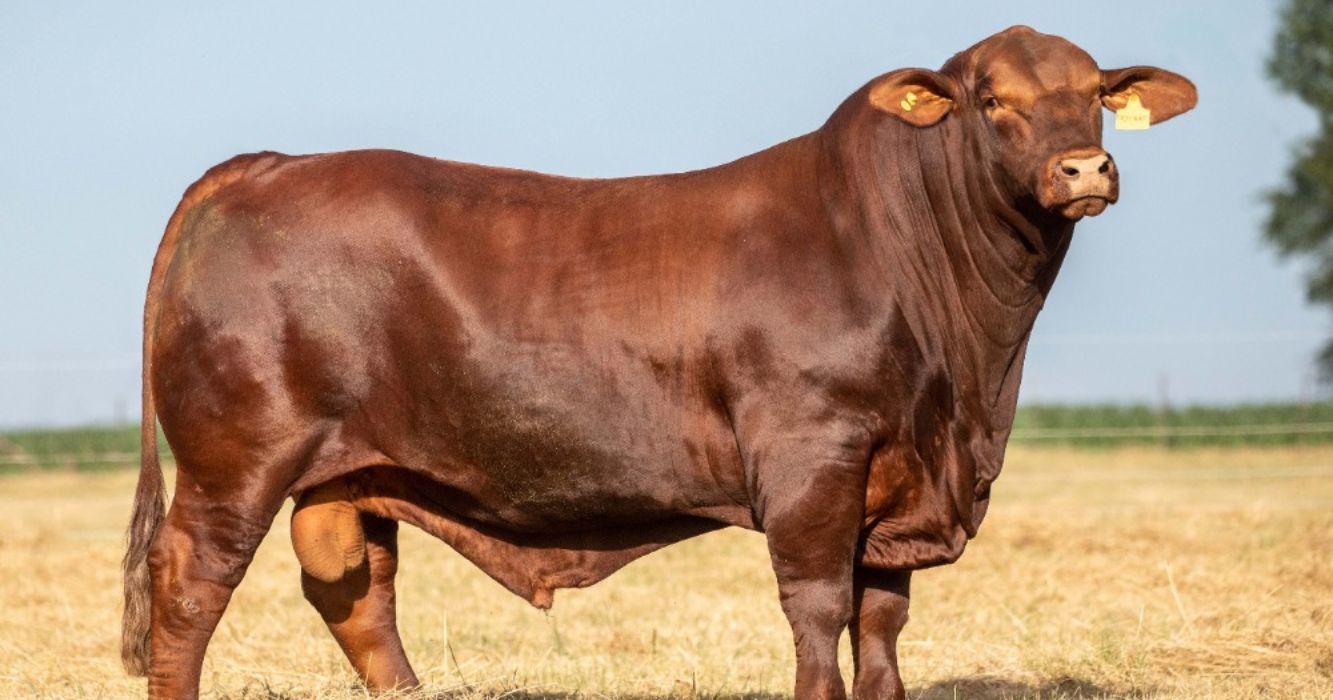 La historia de la raza Brangus y su expansión en Argentina ...