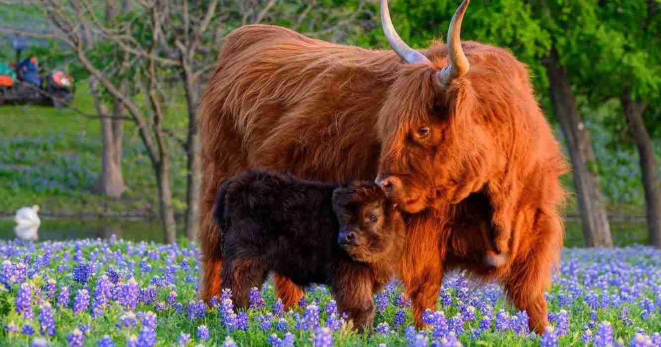 Fluffy Cow, la raza que causa furor en Estados Unidos y el mundo ...