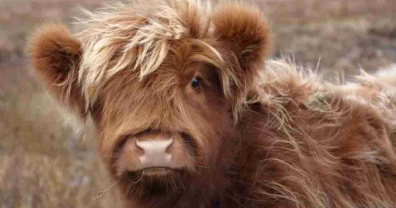 Fluffy Cow, la raza que causa furor en Estados Unidos y el mundo ...
