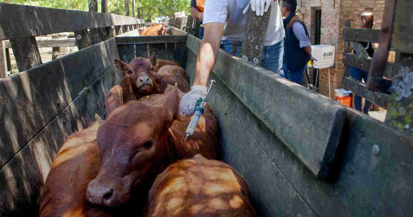 Fiebre aftosa: inicia la primera campaña de vacunación de 2025 ...