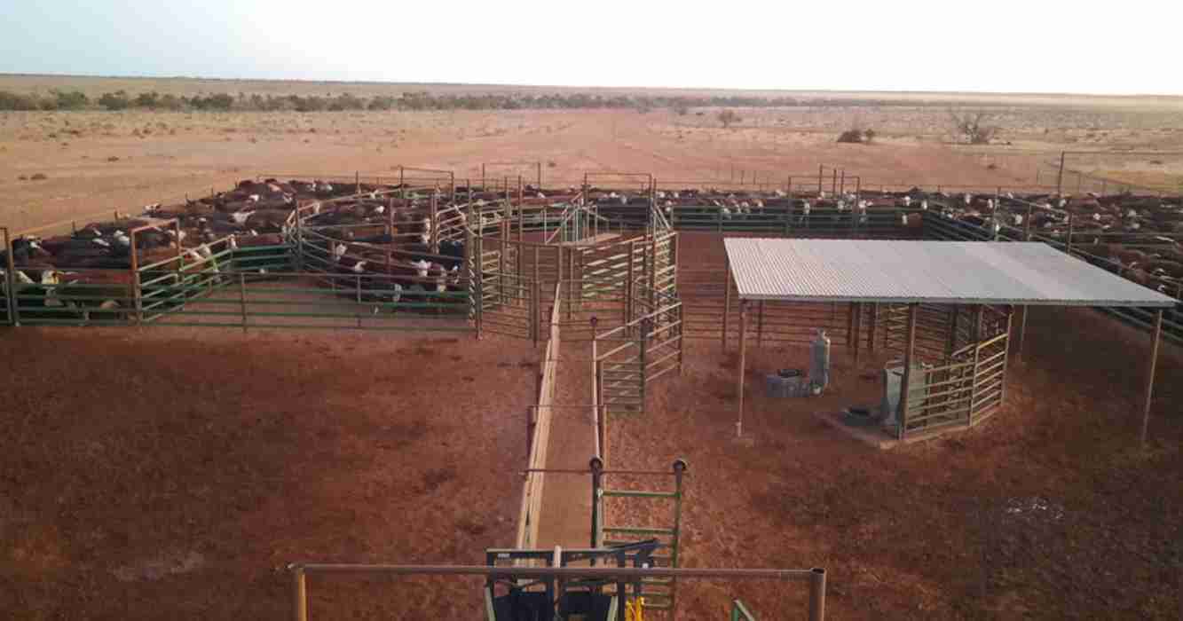 Ganadería: la fabulosa historia de Anne Creek, uno de los campos más ...