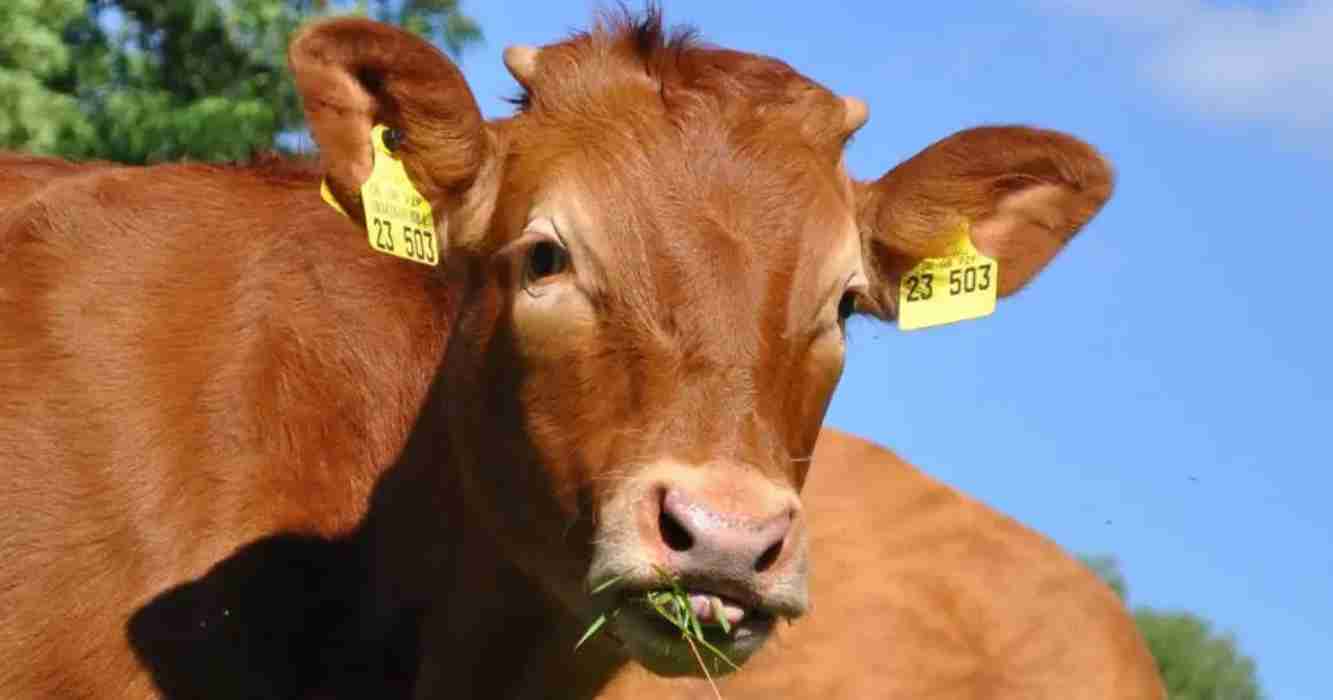 Fiebre catarral maligna en bovinos: alertan por la necesidad de medidas ...