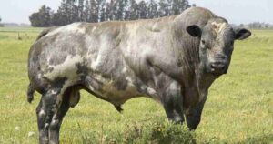 Azul Belga: la impactante raza que revoluciona la ganadería global ...