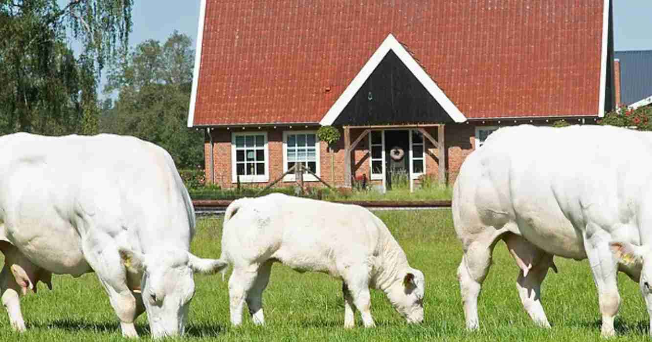 Azul Belga: la impactante raza que revoluciona la ganadería global ...