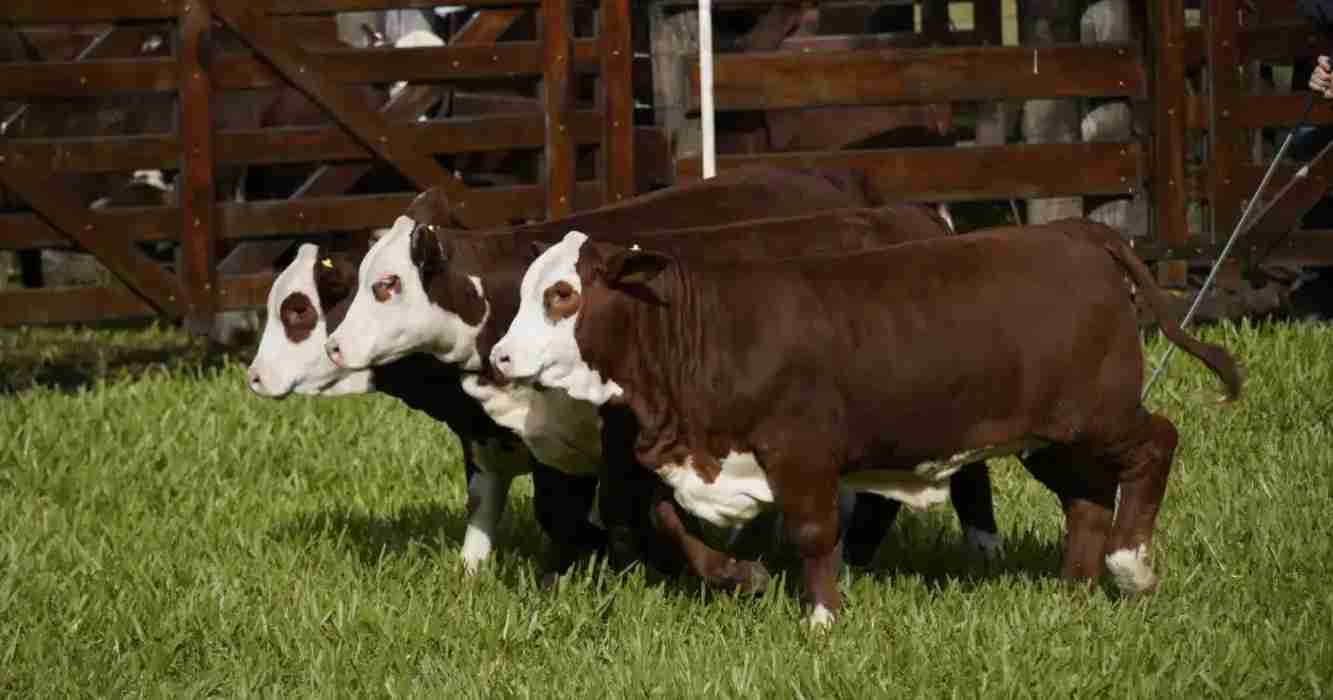 La raza Braford: una historia de adaptación y alta productividad - deCampoNoticias