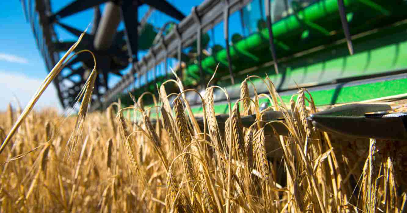 Comienza la campaña 2025/2026 de cebada en Argentina con buenos ánimos - deCampoNoticias
