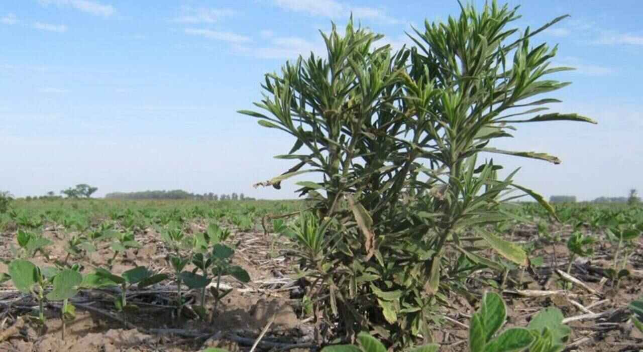 Malezas: Conyza y Amaranthus en 25,8 millones de hectáreas