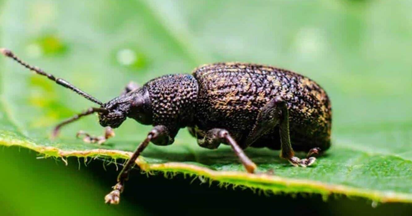 Estudian al picudo algodonero para mejorar su control