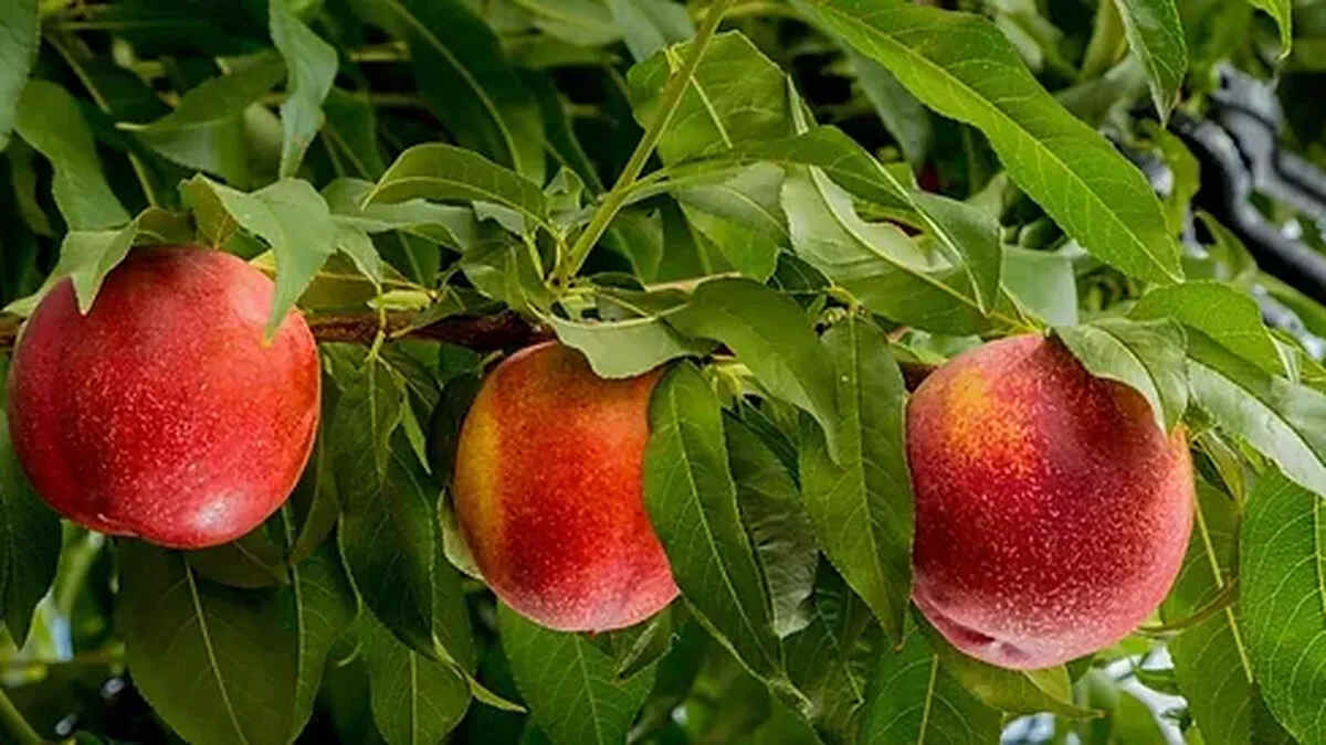 Nuevas variedades de duraznero del INTA llegan al mercado
