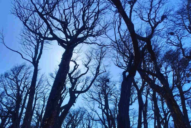 Semillas nativas para recuperar bosques tras los incendios